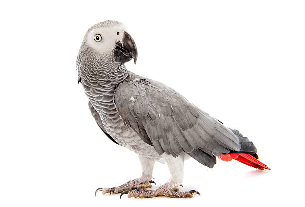 African Grey Parrots for Sale | Bulk & Retail | Cameroon Exotic Birds